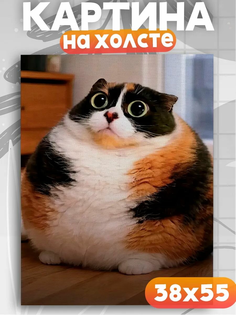 Картина на стену Котость мем Куки кот, на подрамнике, 1шт, 55х38 размер.