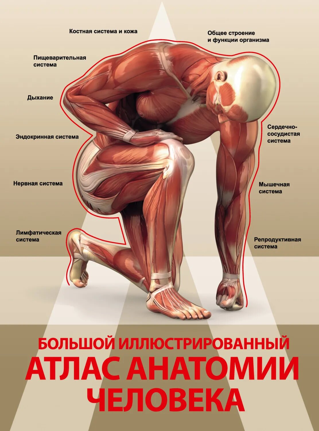 Большой иллюстрированный атлас анатомии человека [Цифровая книга]