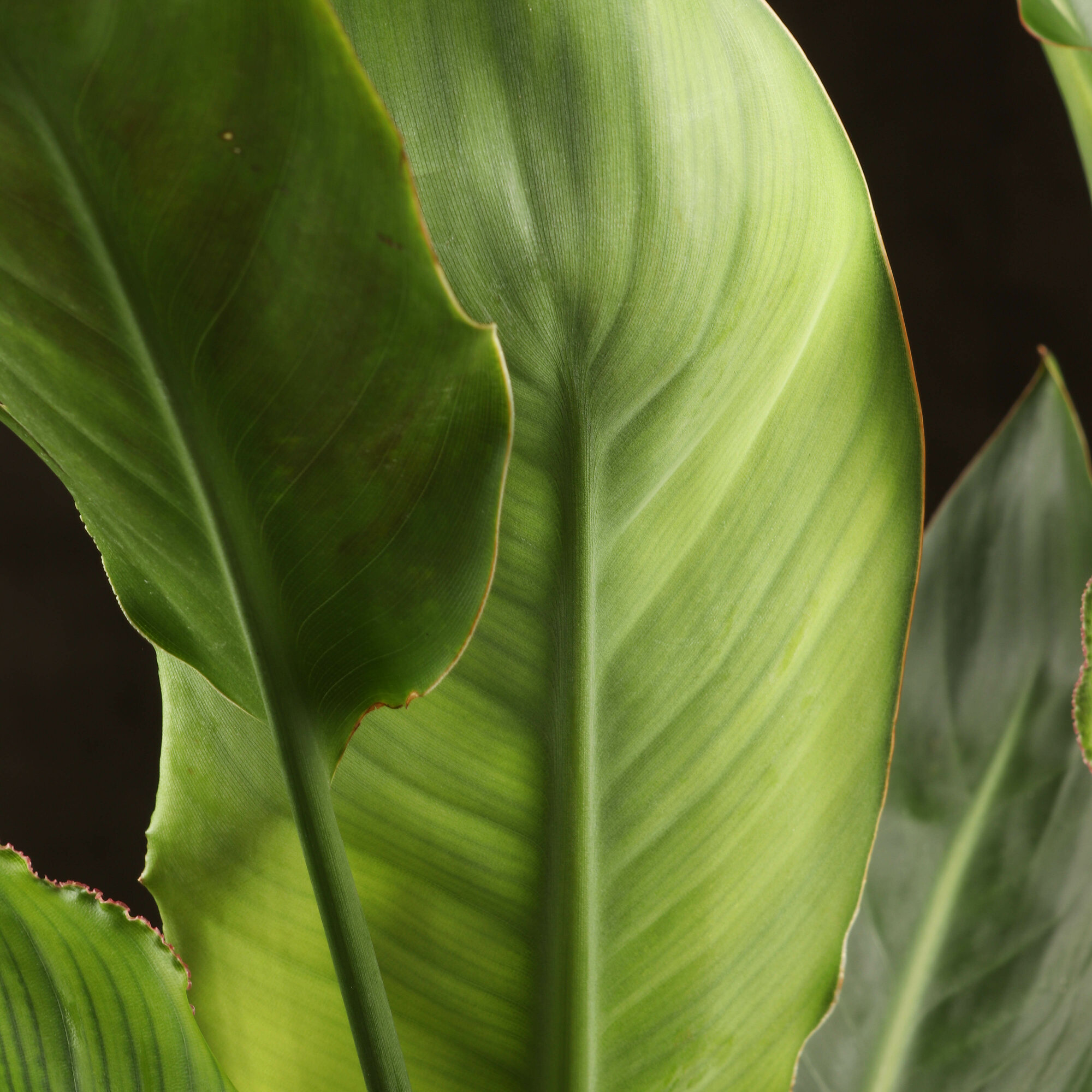 Комнатное растение LuxuryPlants пальма Стрелиция Николая 85/21 — фото 1