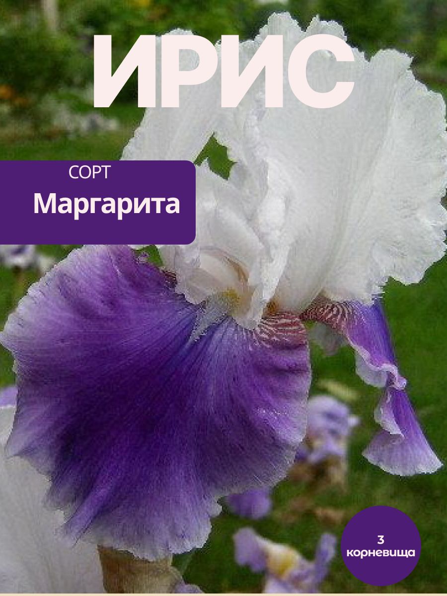 Ирис Маргарита, корневище 3 шт