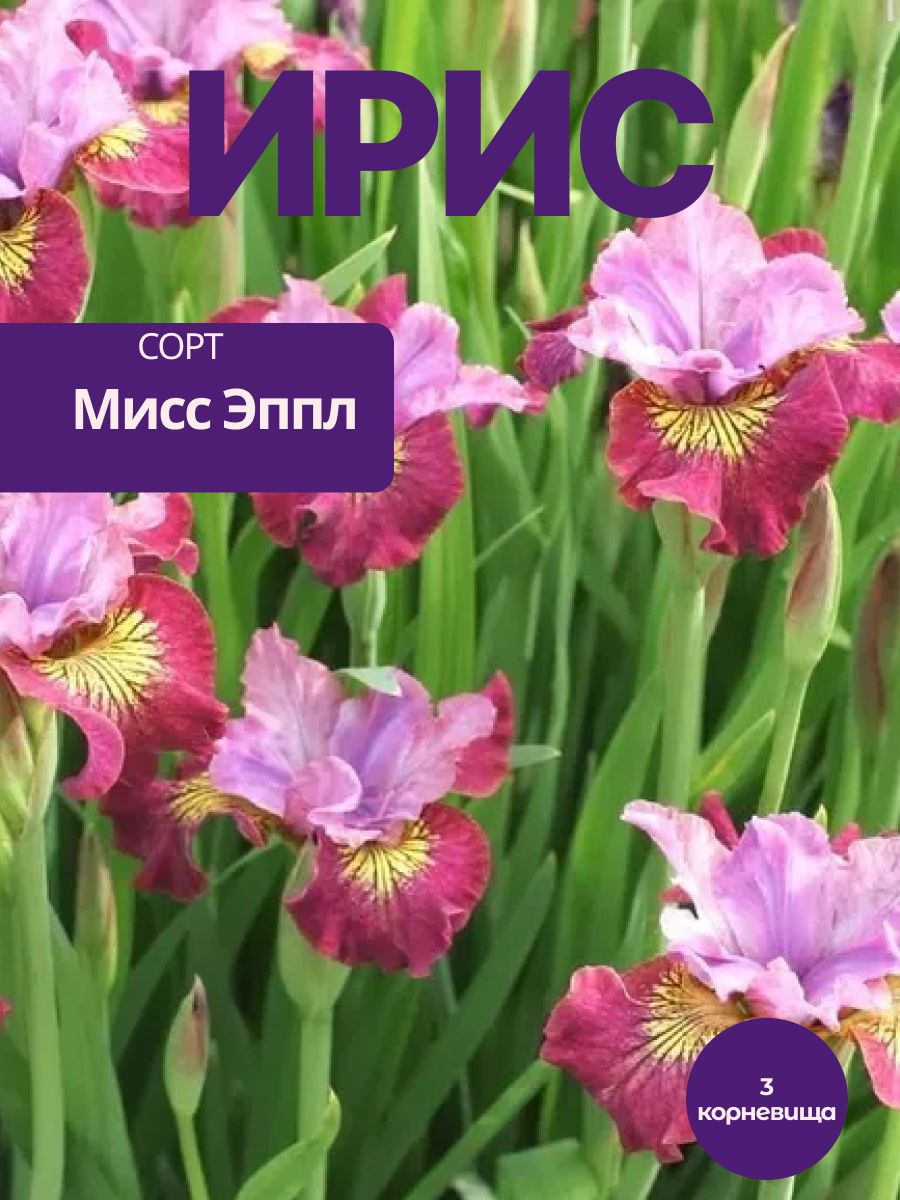 Ирис Мисс Эппл, корневище 3 шт