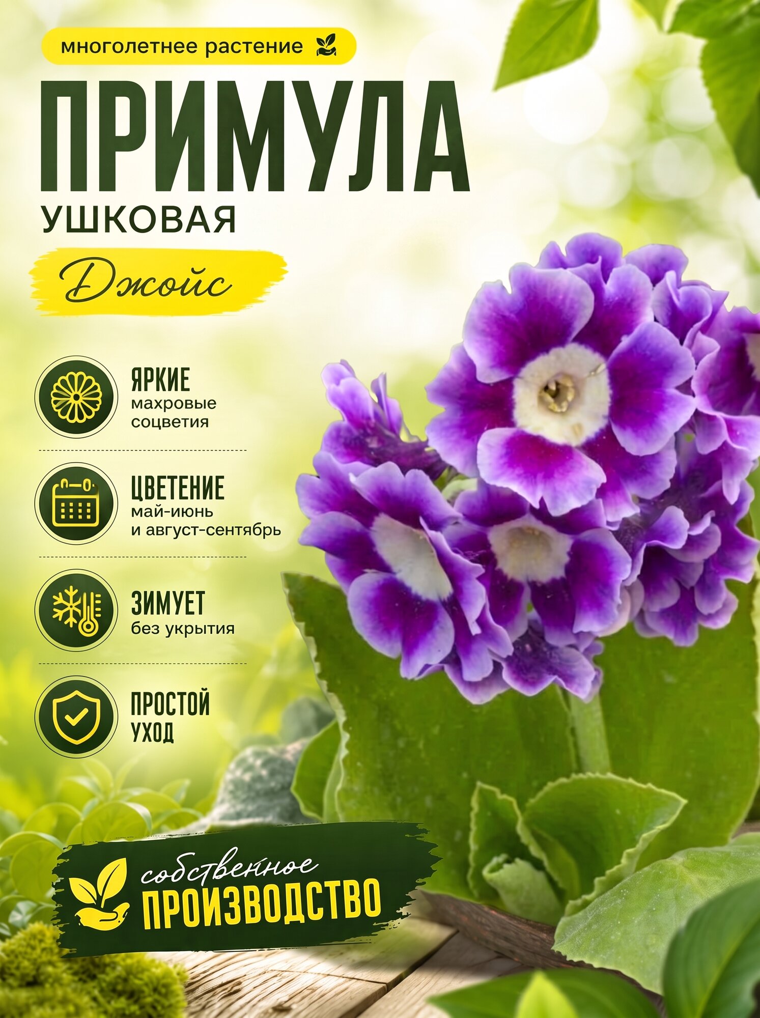 Примула ушковая Джойс