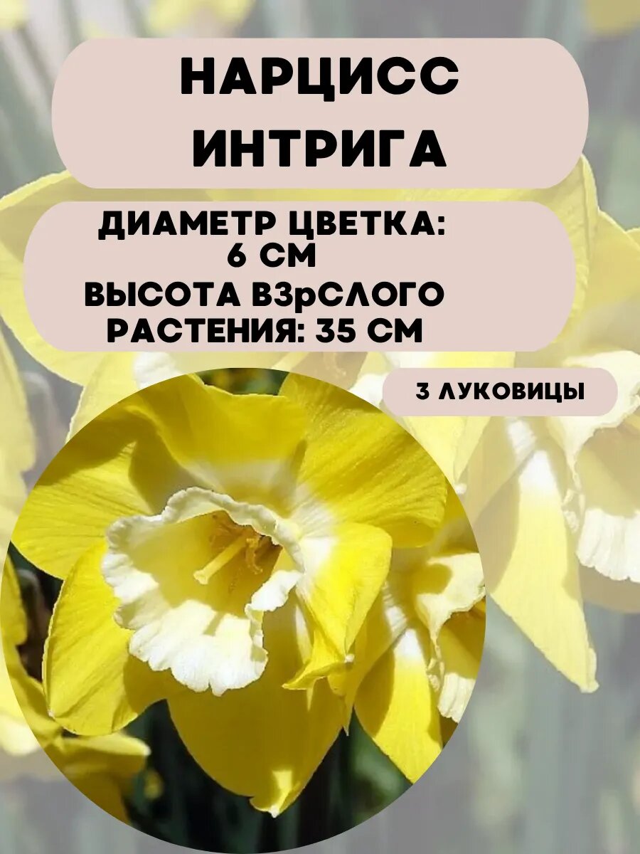 Нарцисс махровый / Луковицы нарцисса