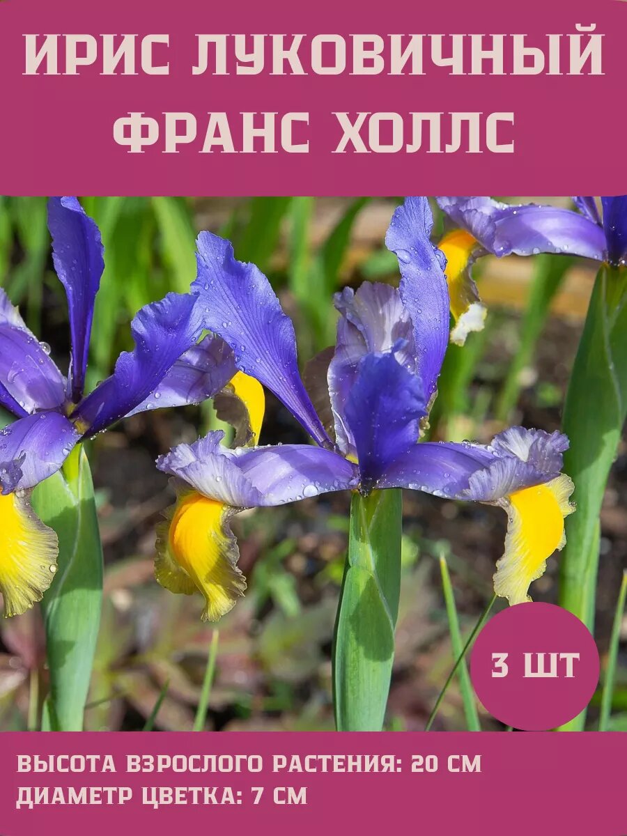 Ирис луковичный; Цветок ириса