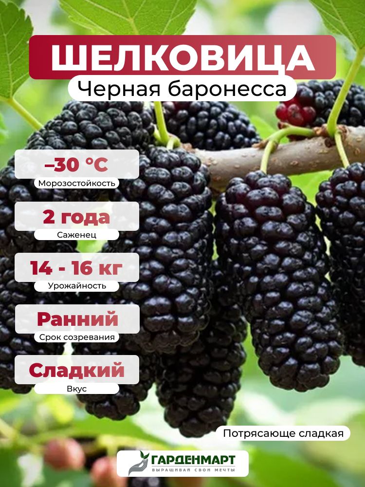 Саженец Шелковица Черная баронесса