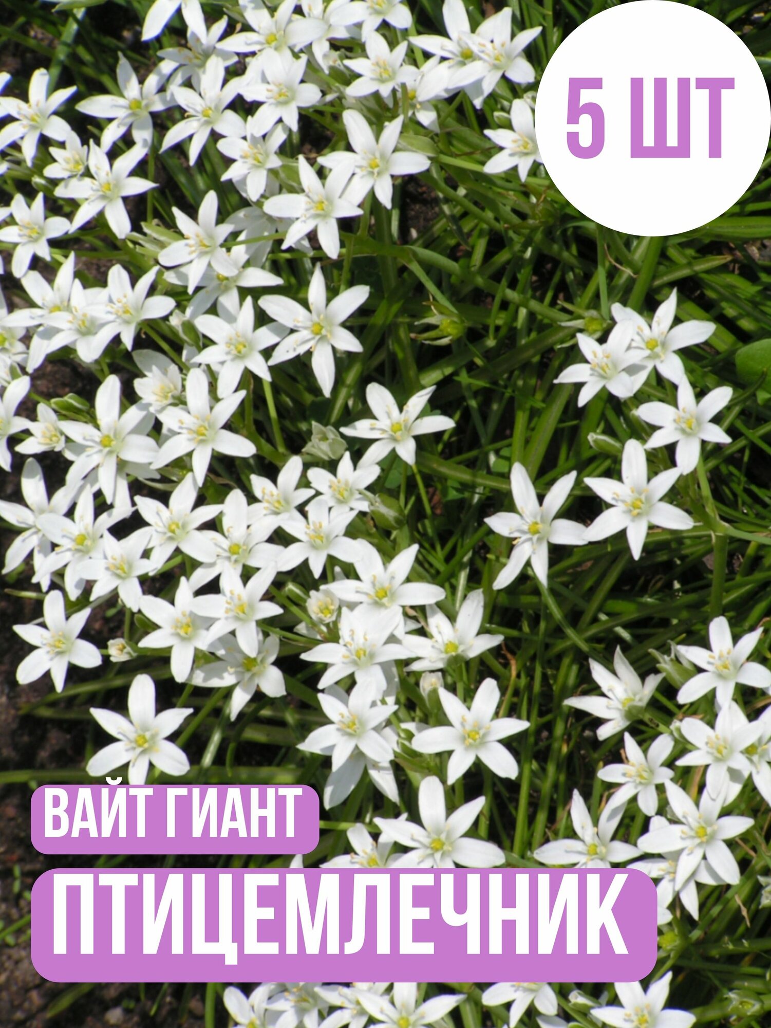 Птицемлечник 5 шт