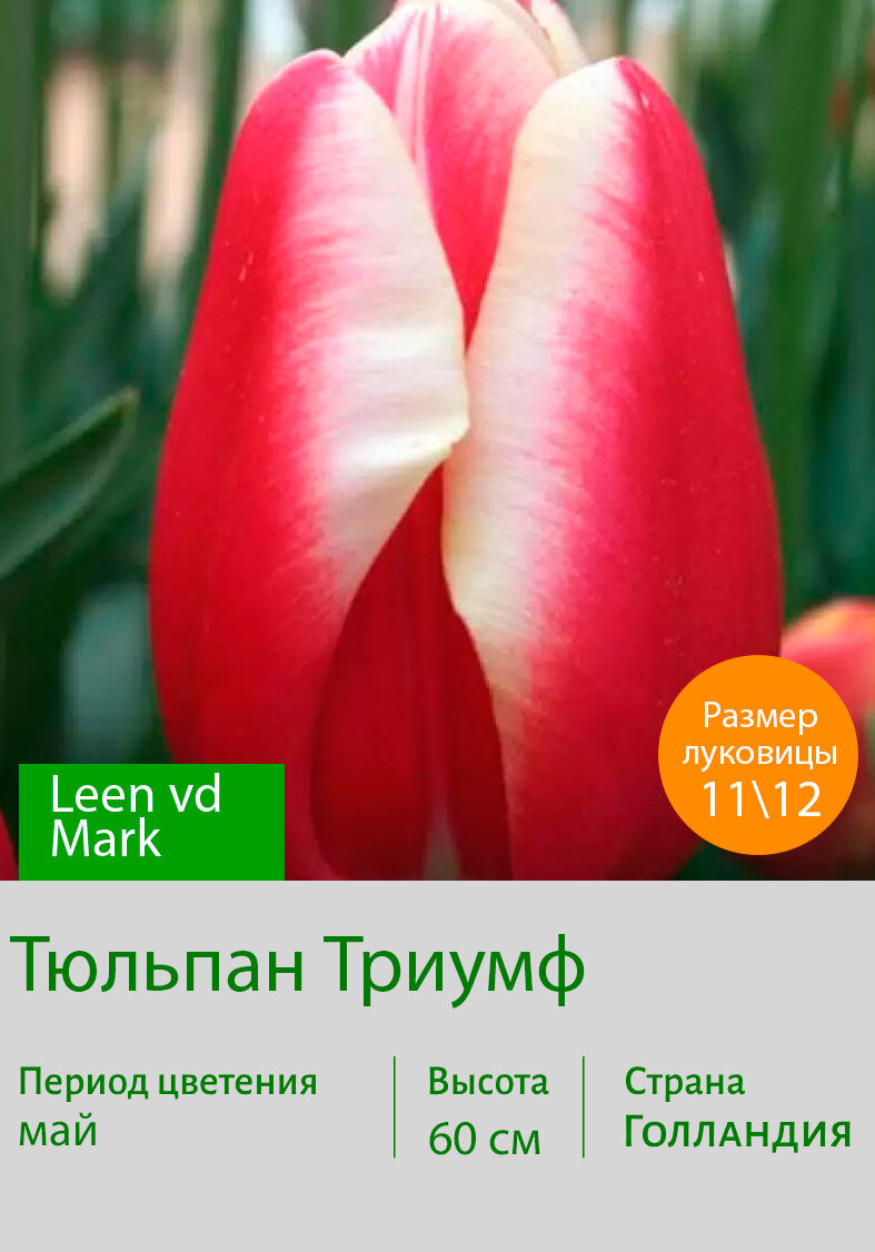 Тюльпан Лин ван де Марк (Leen vd Mark), Триумф. Луковицы, 20 шт. Сотка.