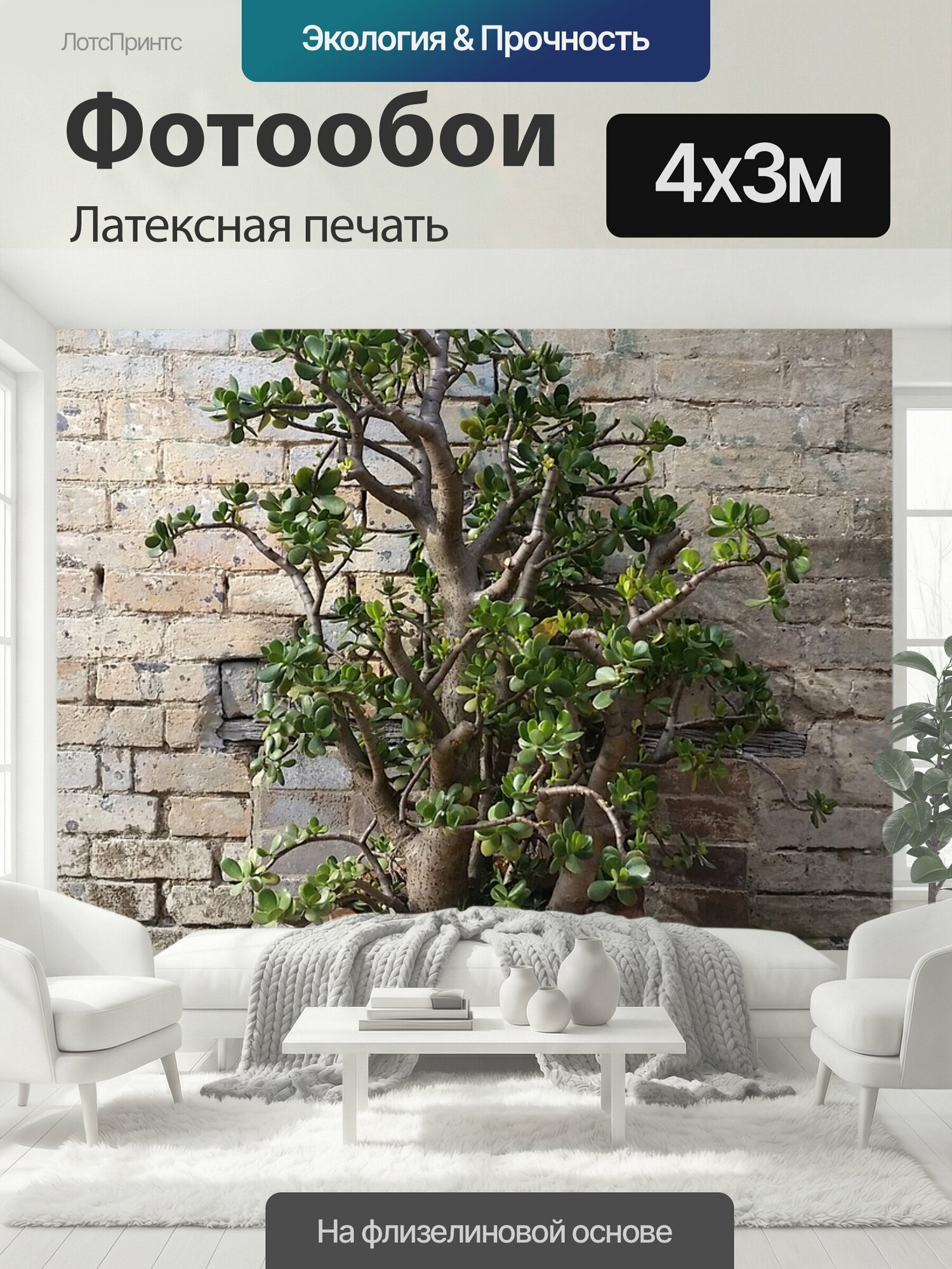 Фотообои моющиеся ударопрочные "Крассула яйцевидная, растение в горшке, денежное дерево" 400x300 см. латексная печать