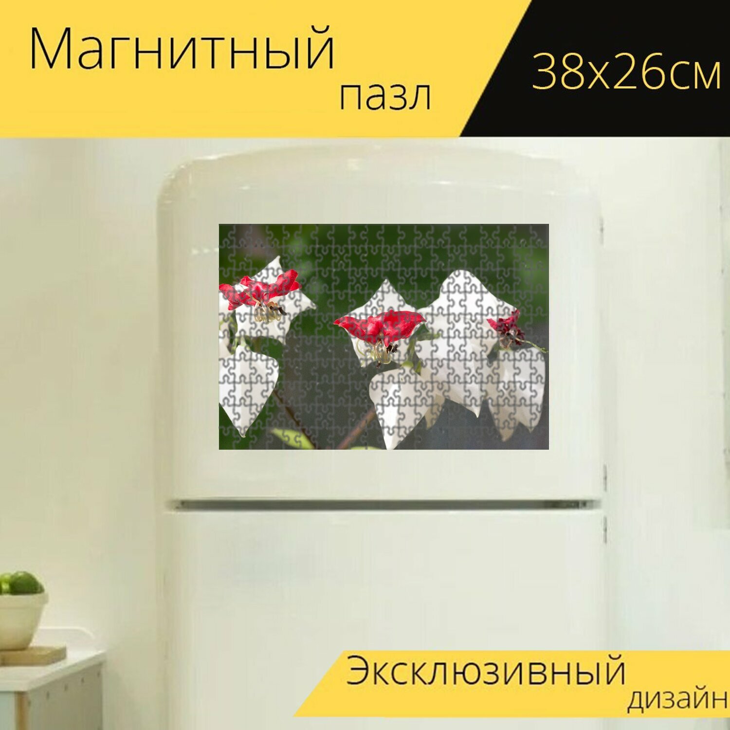 Магнитный пазл "Клеродендрум томсоний, расцветает, декоративное растение" для интерьера, 38х26 см.