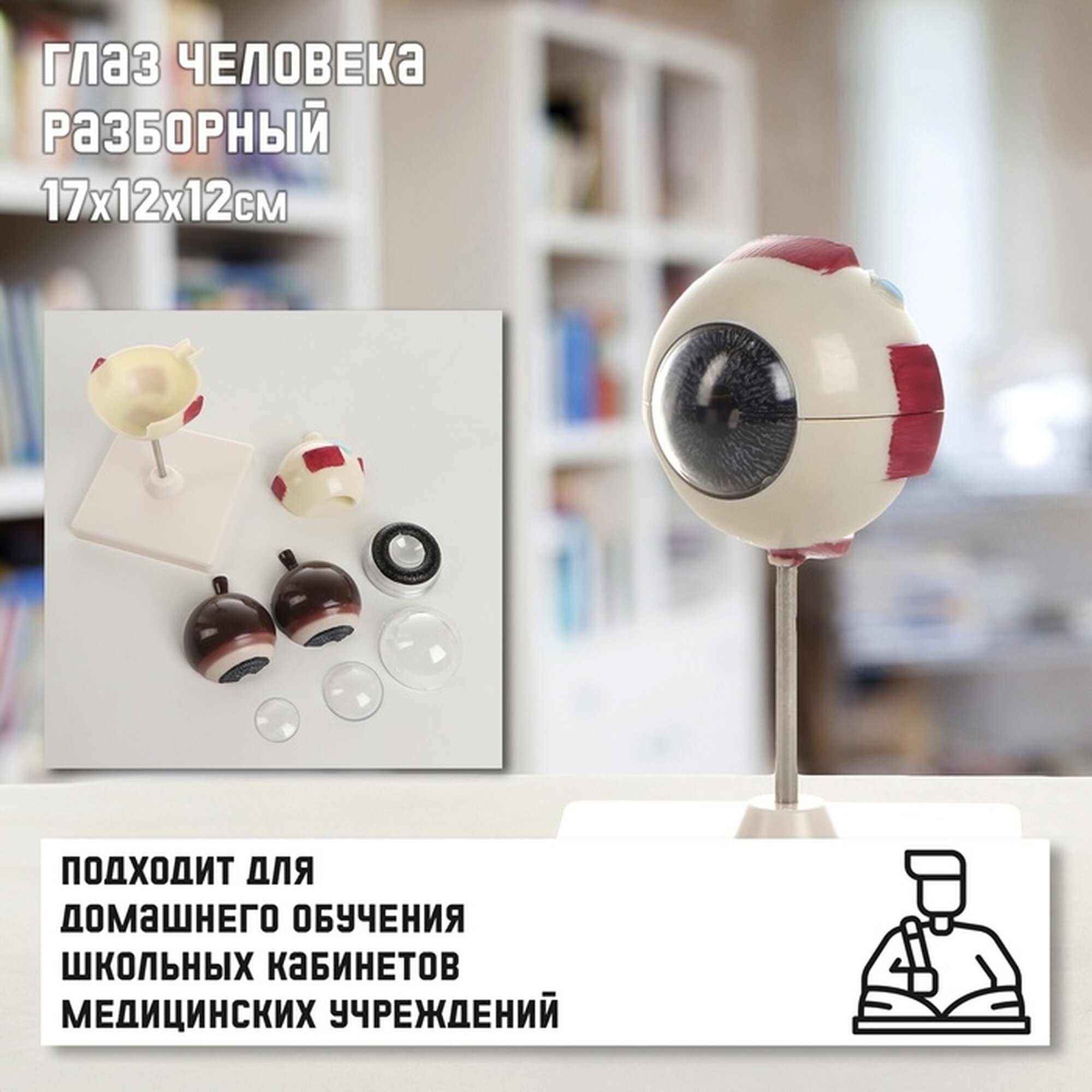 Анатомическая модель «Макет глаза человека», разборный, 17×12×12 см
