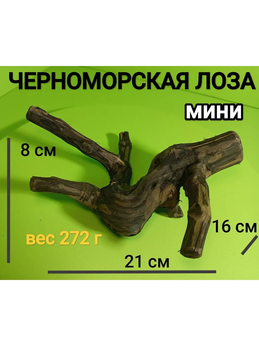 Виноградная лоза черноморская мини для аквариума, террариума