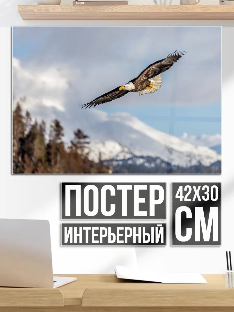 Плакат постер Орел в полете