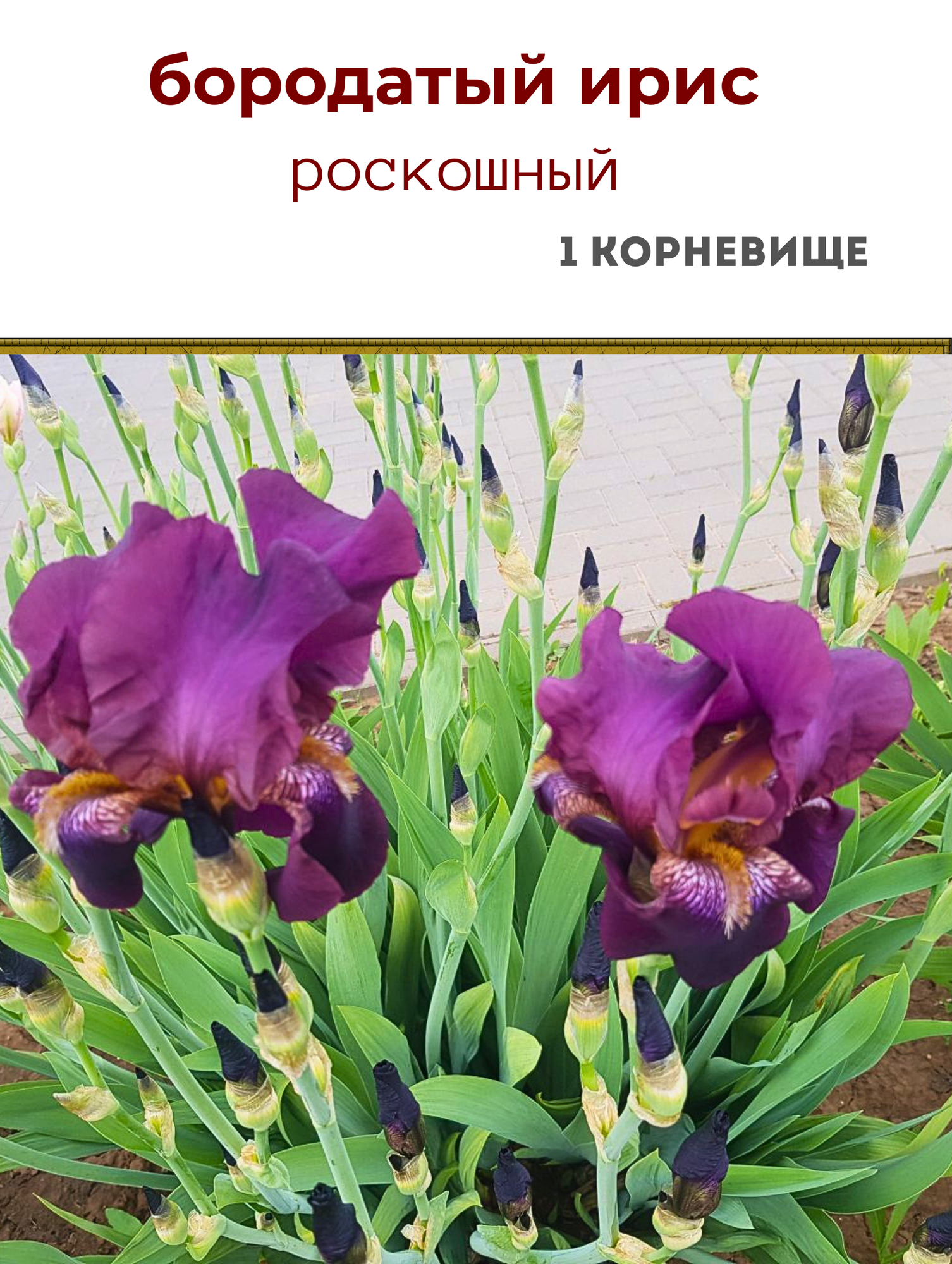Ирис германский фиолетовый — фото 1