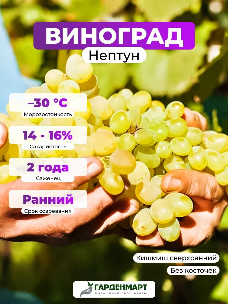 Саженец морозостойкий Виноград сверхранний Кишмиш Нептун