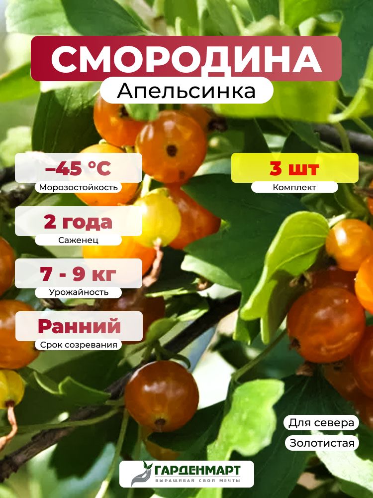 Саженец Смородина золотистая невымерзающая новосибирская Апельсинка, комплект 3 шт.