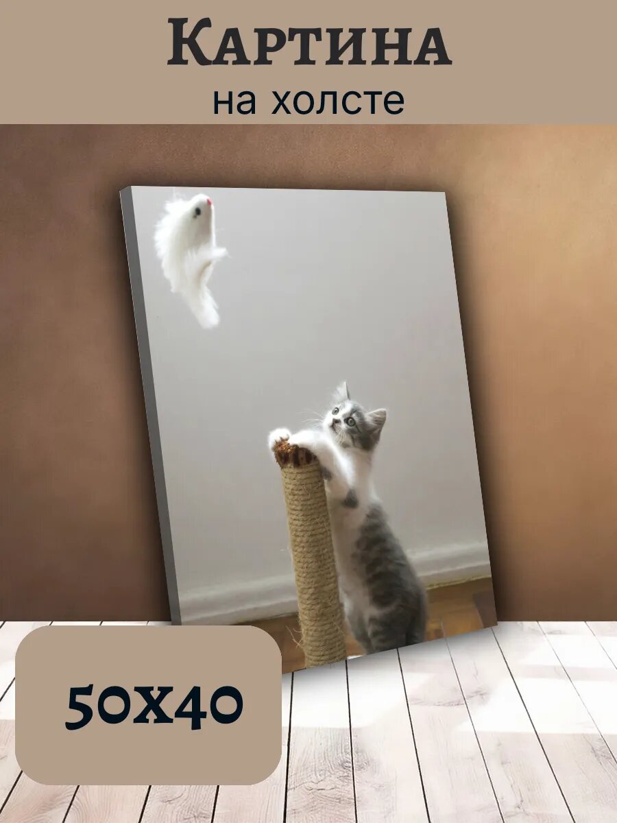 Картина Постер Кот Кошка Cat 40x50 игривый котенок