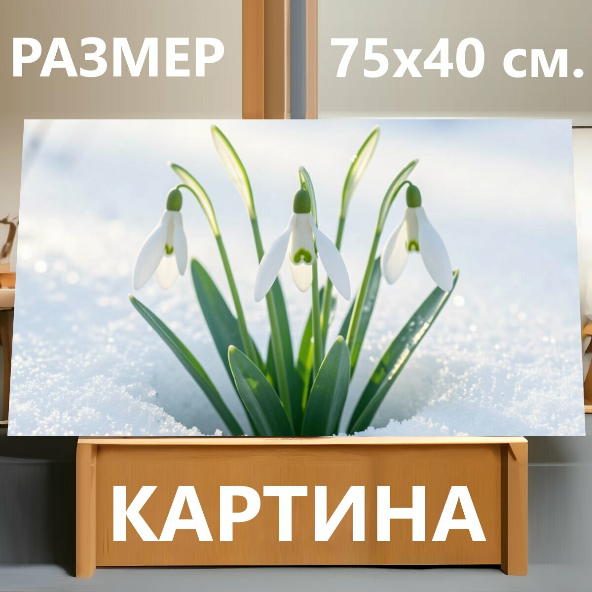 Картина на холсте "Подснежники в снегу. Нежные весенние первоцветы, пробивающиеся через белоснежный покров, с зелёными листьями и мягким." на подрамнике 75х40 см. для интерьера