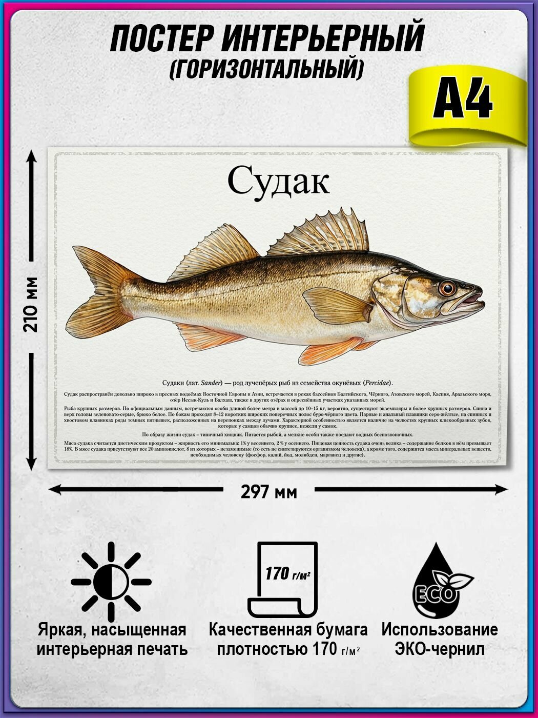 Постер интерьерный "Судак", плакат, подарок на День рыбака / А-4 (21x30 см.)