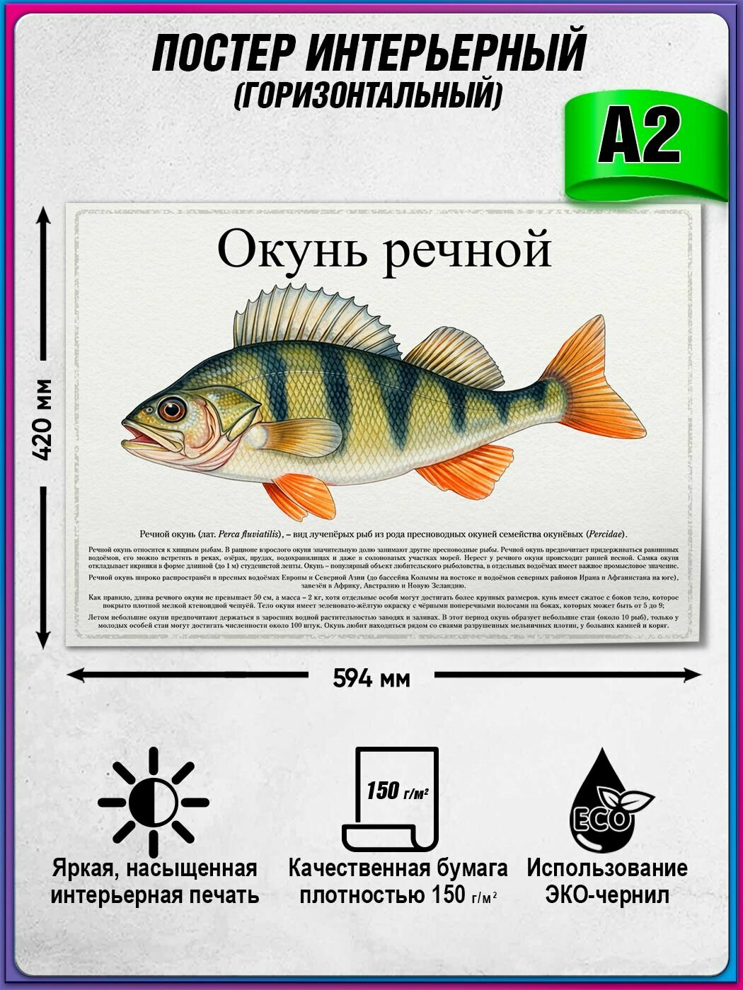 Постер интерьерный "Окунь речной", плакат, подарок на День рыбака / А-2 (60x42 см.)