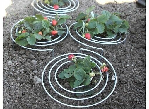 Опора диаметр 30см для клубники и земленики без покраски