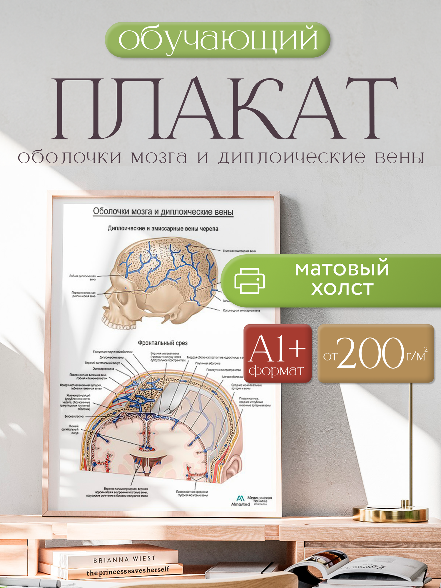 Обучающий плакат "Оболочки мозга и диплоические вены", размер А1+, матовый холст от 200г/м2