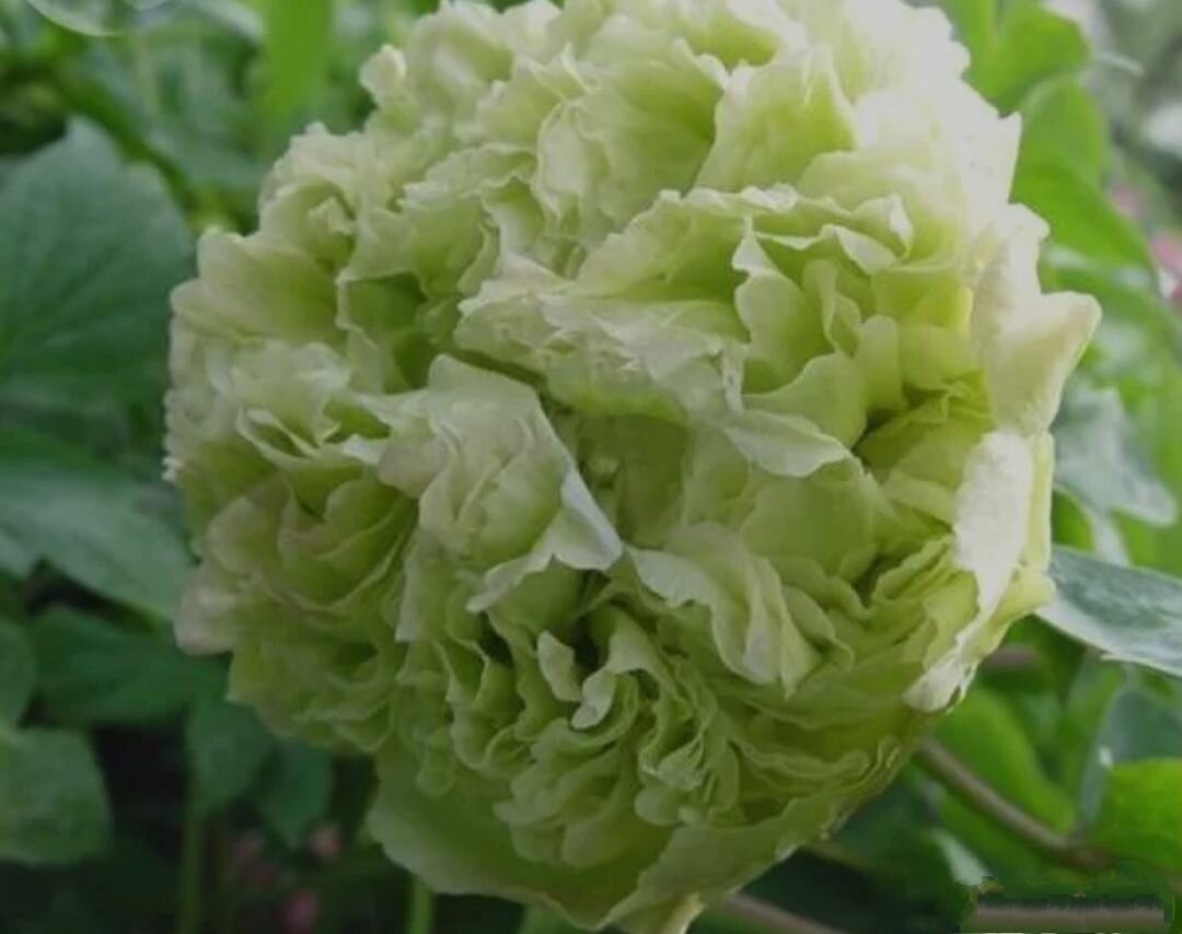 Пион Зеленые Бобы