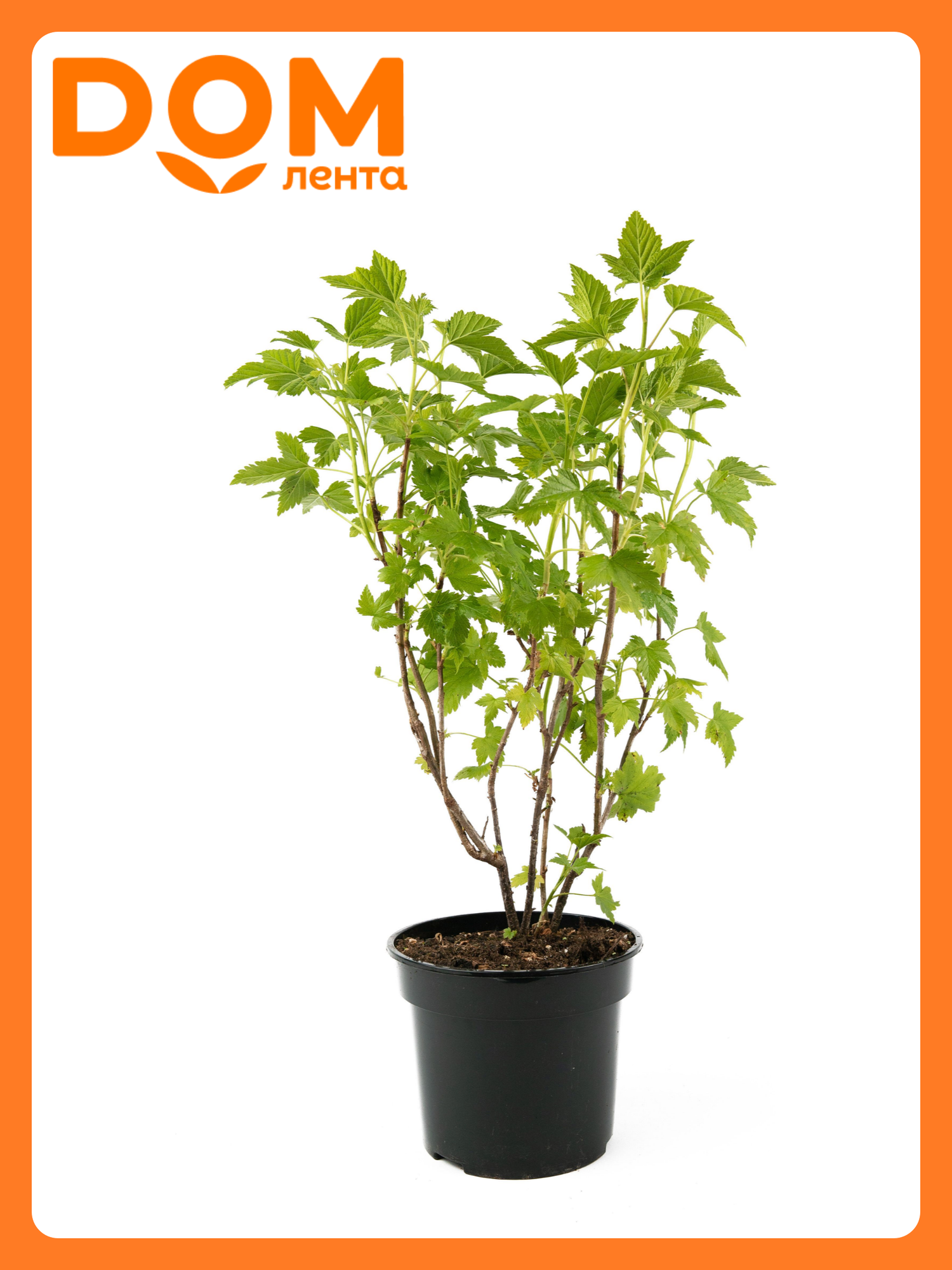 Смородина черная "Экзотика", кустарник, 30 см, ранний срок созревания