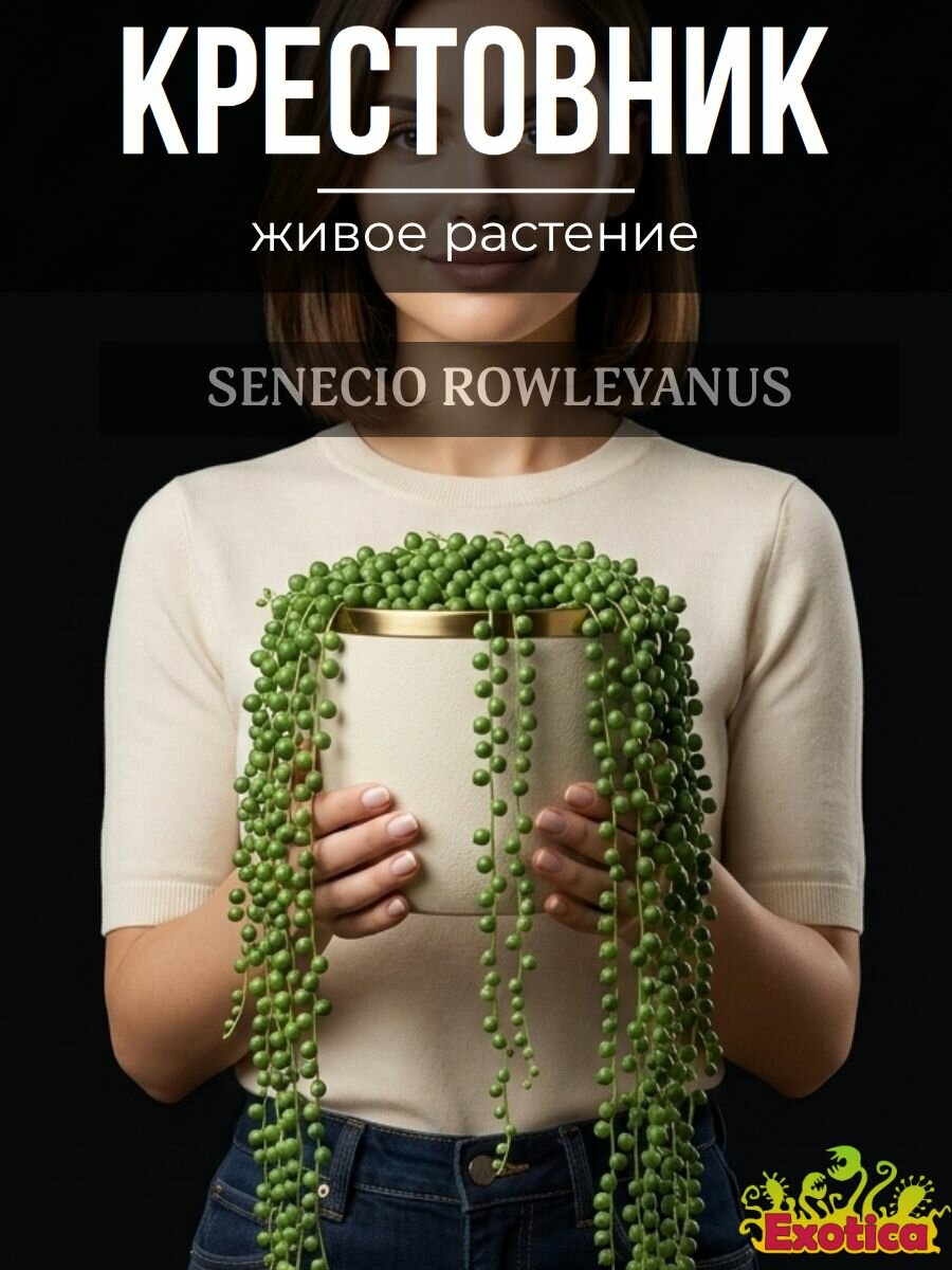 Крестовник Роули (Senecio Rowleyanus) D6см, живой цветок
