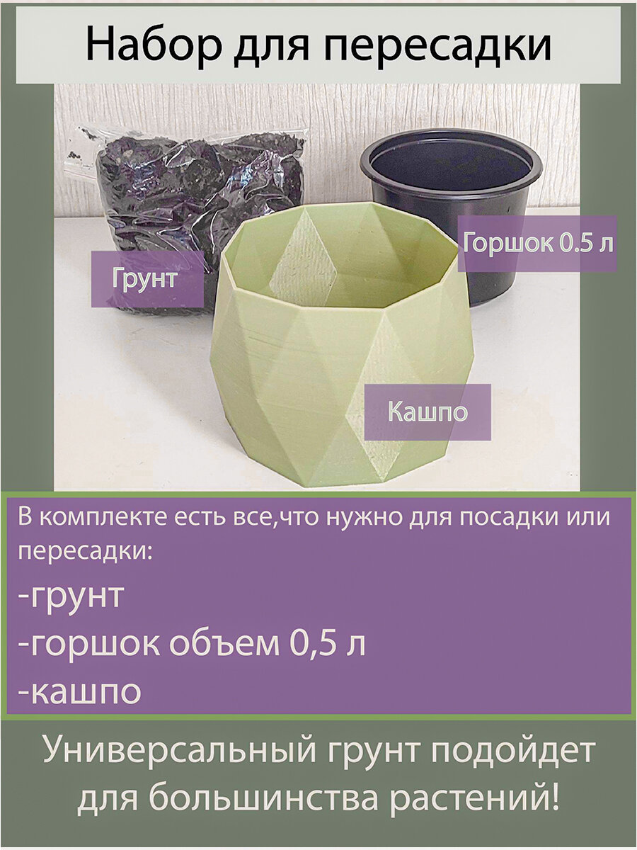 Набор для пересадки - кашпо, горшок, грунт