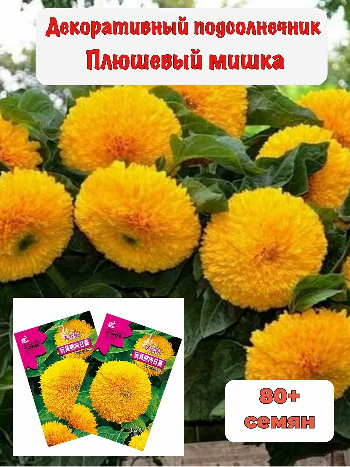 Семена 80+ шт Подсолнечник декоративный Плюшевый мишка. Семена из Китая. Премиум.