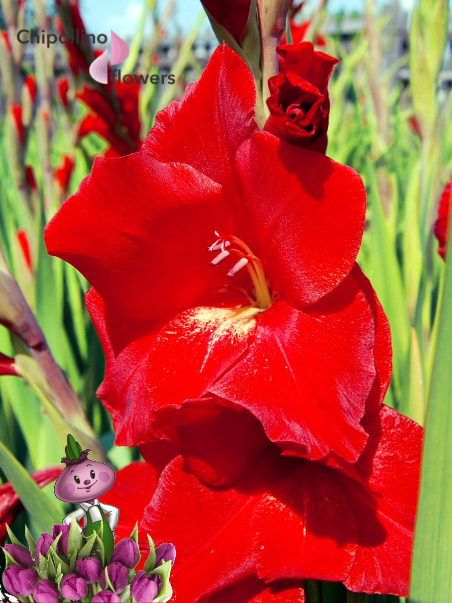 Луковицы цветов, chipollino flowers, Гладиолус OSCAR (3 луковицы)