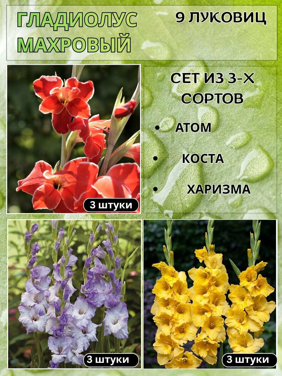 Гладиолусы, сет из 3-х сортов, 9 луковиц