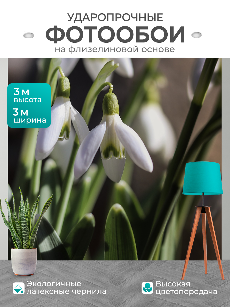 Фотообои моющиеся ударопрочные "Подснежник, цвести, весна" 300x300 см. флизелиновые на стену