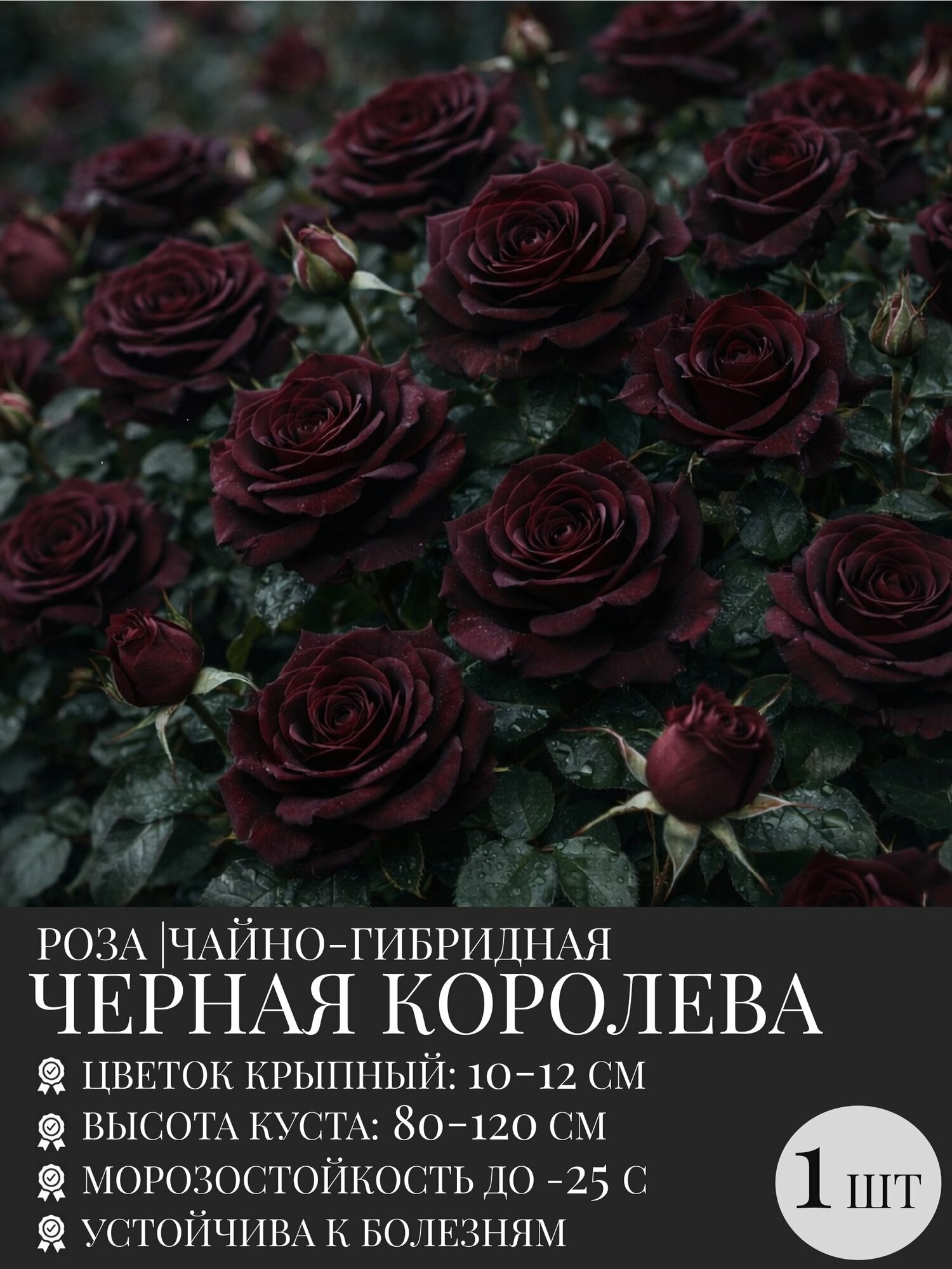 Роза чайно-гибридная, сорта "Чёрная Королева", темно-красная, черная