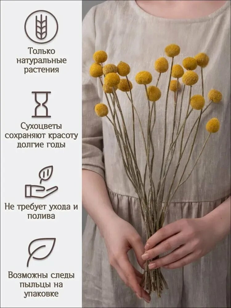 Сухоцветы Краспедия, 45 см, 50 гр, 20 шт
