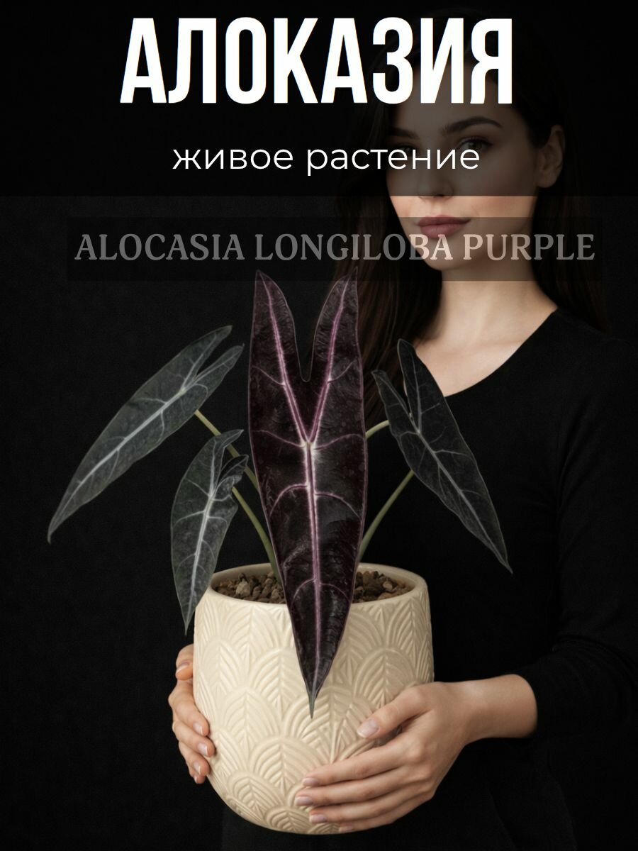 Алоказия Лонгилоба Пурпл (Alocasia Longiloba Purple) D9см, домашний цветок