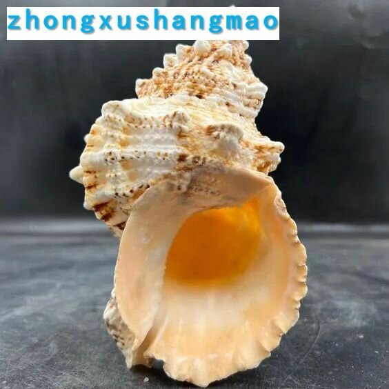 Ракушка морская натуральная Бурса Бубо21cm-22cm