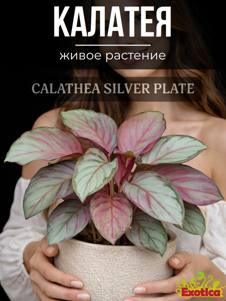 Калатея Сильвер Плейт (Calathea Silver Plate) D6см, растение в горшке