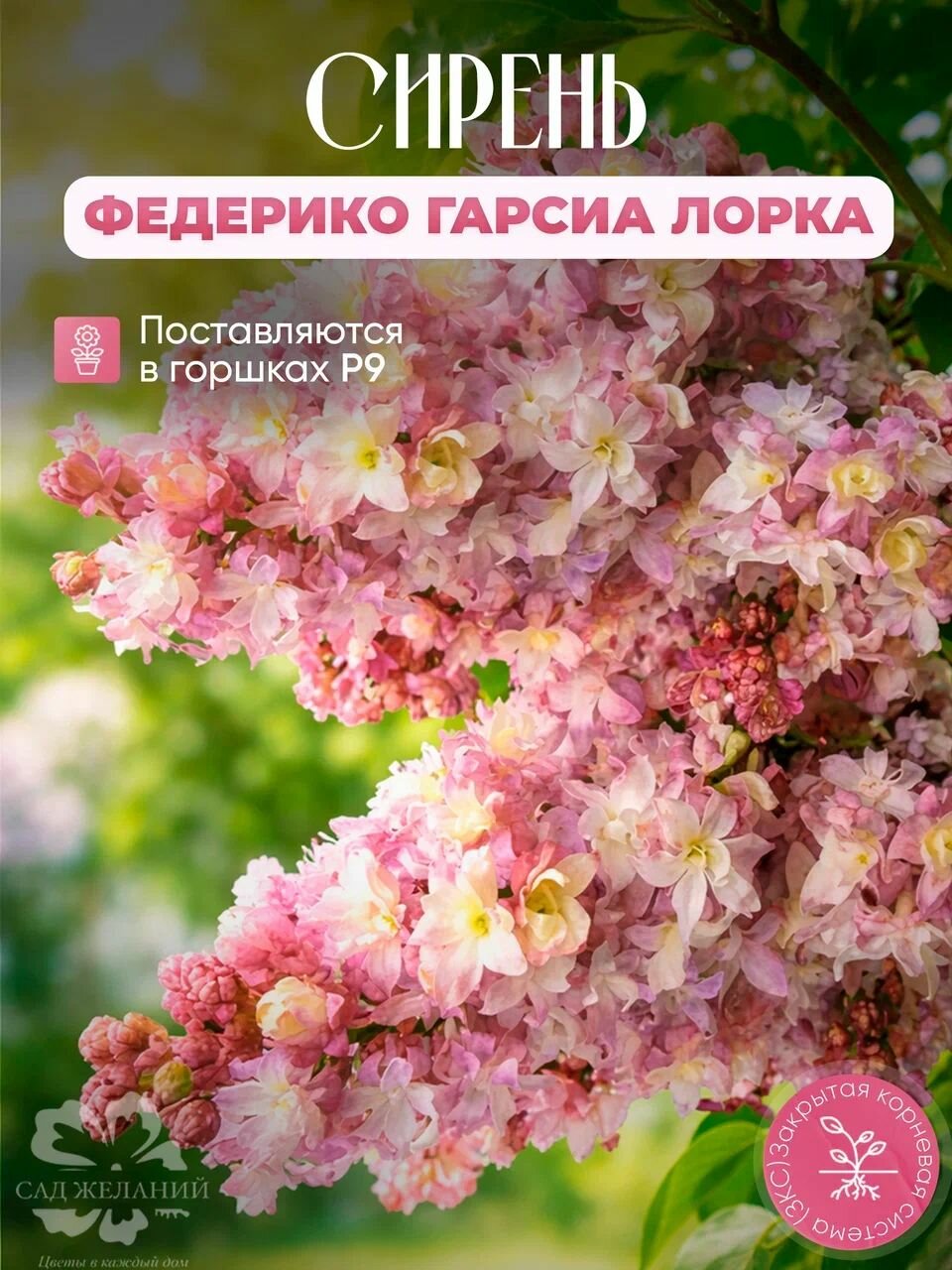 Сирень Федерика Гарсия Лорка D9