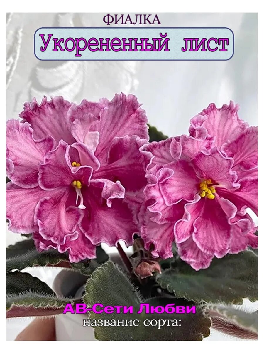 Фиалка комнатная живая сорт АВ-Сети Любви (укорененный лист)