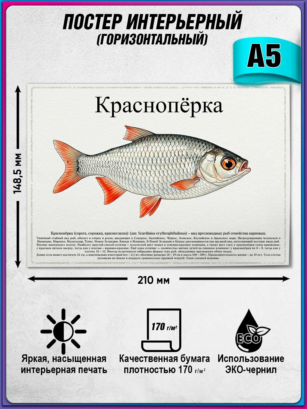 Постер интерьерный "Краснопёрка", плакат, подарок на День рыбака / А-5 (15x21 см.)