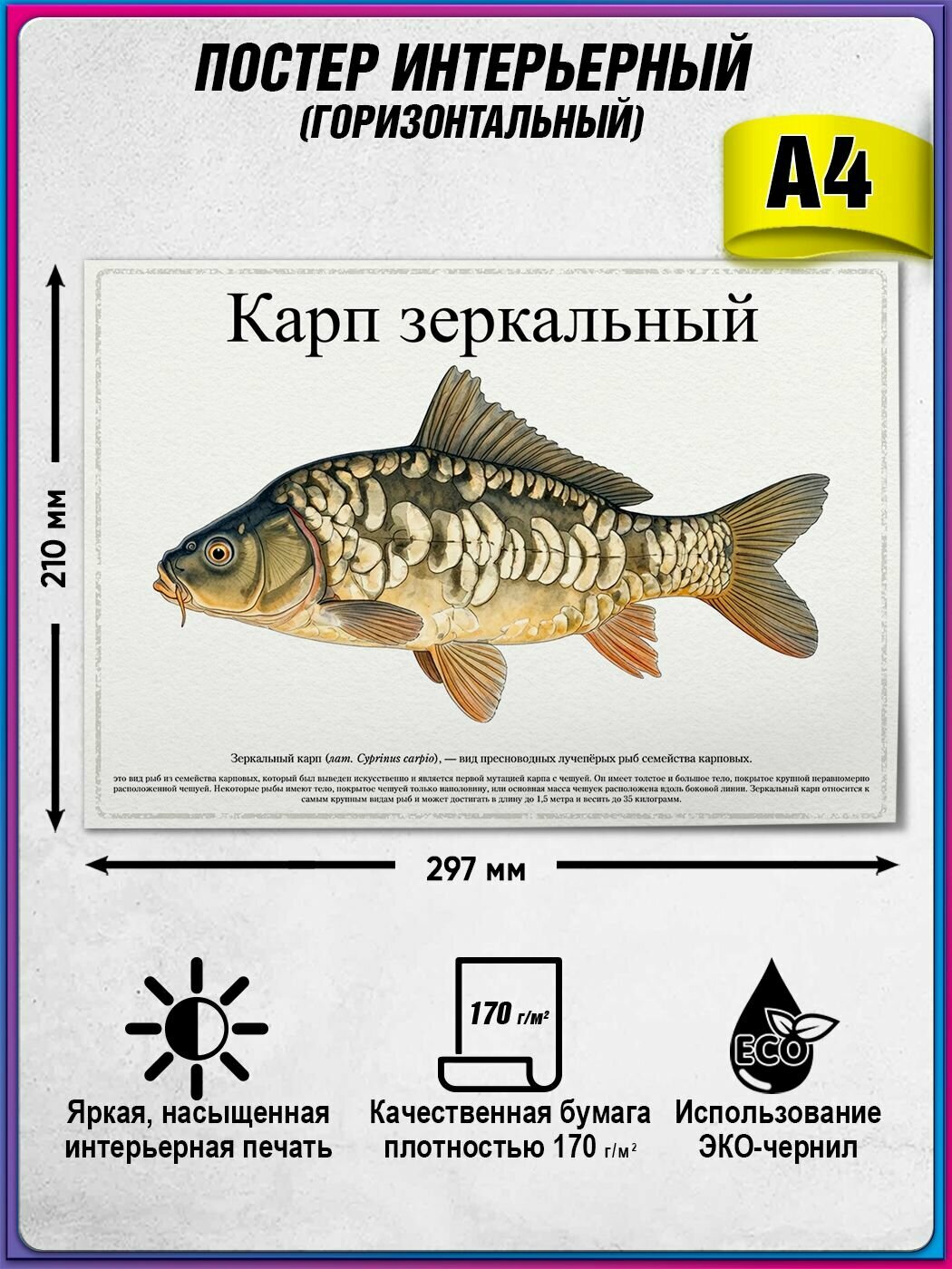 Постер интерьерный "Карп зеркальный", плакат, подарок на День рыбака / А-4 (21x30 см.)