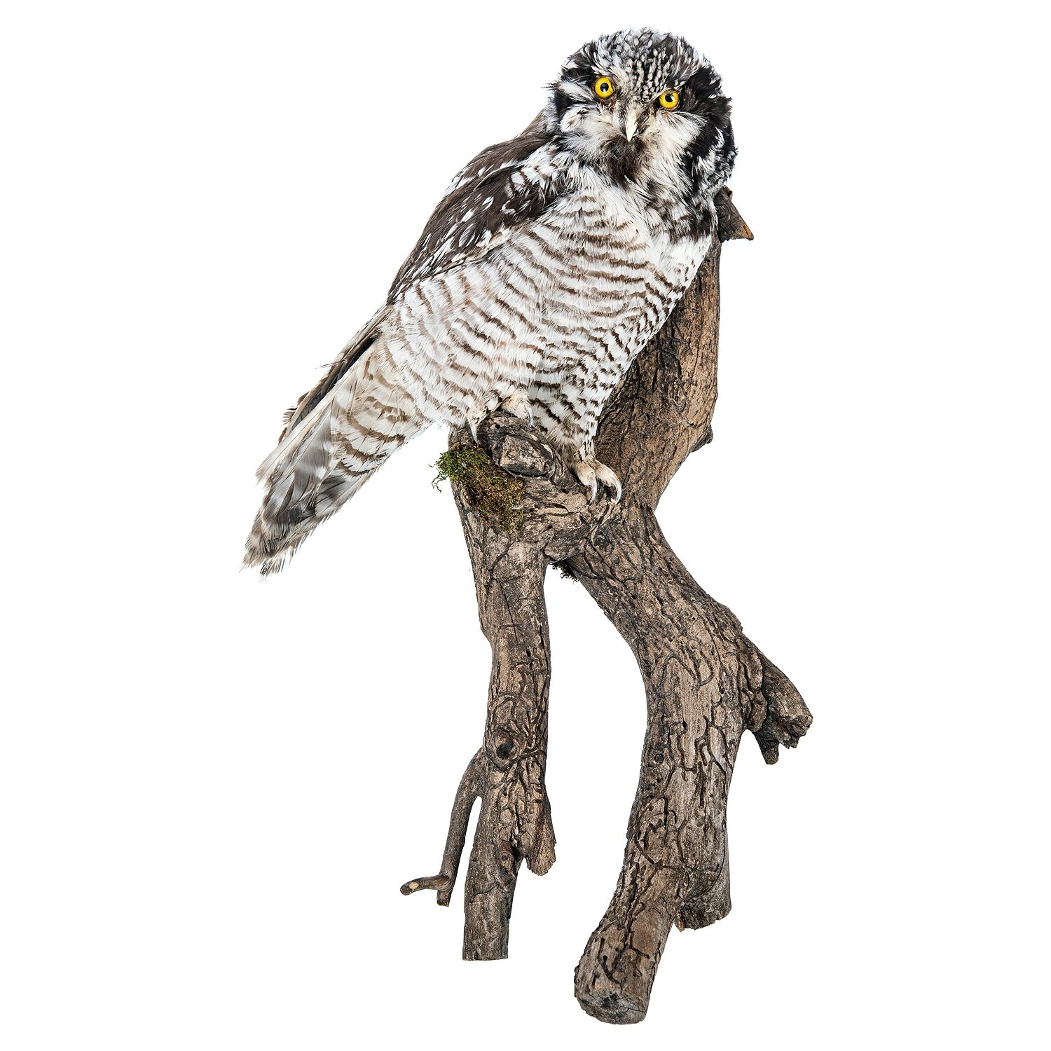 203236 Таксидермия чучело "Ястребиная сова", настен