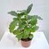 Кофе арабика д.12 см (Комнатное Растение, Кофе Аравийский, Coffea...