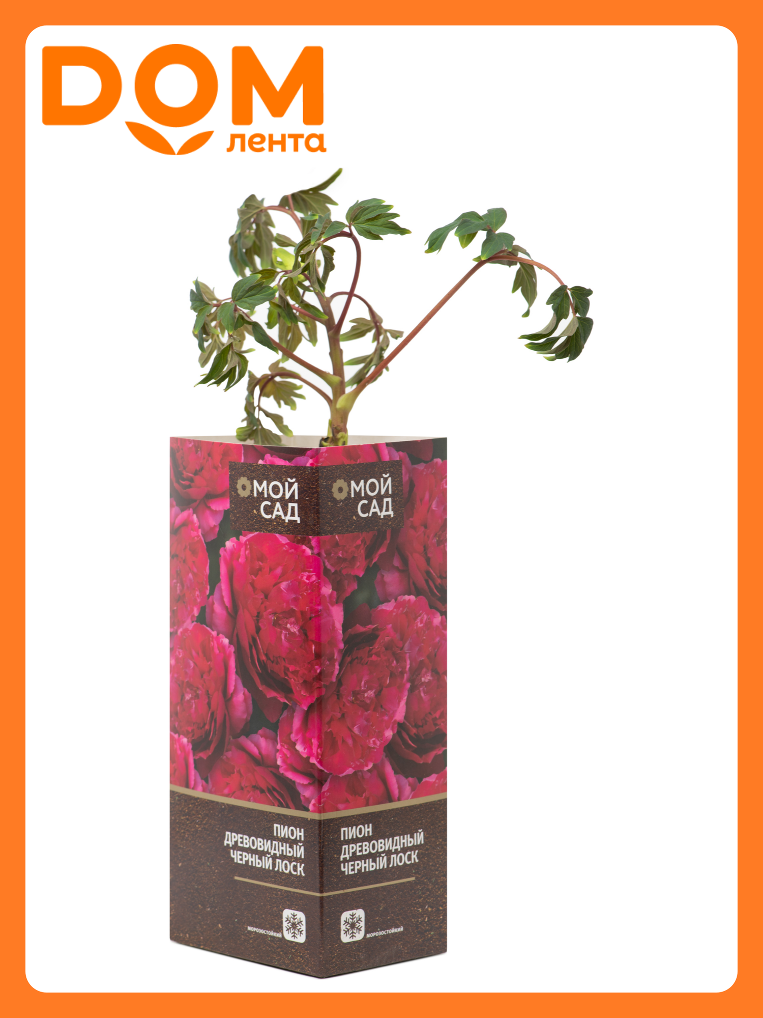 Саженец пиона "Черный Лоск", древовидный, неприхотливый, многолетнее, 1 шт