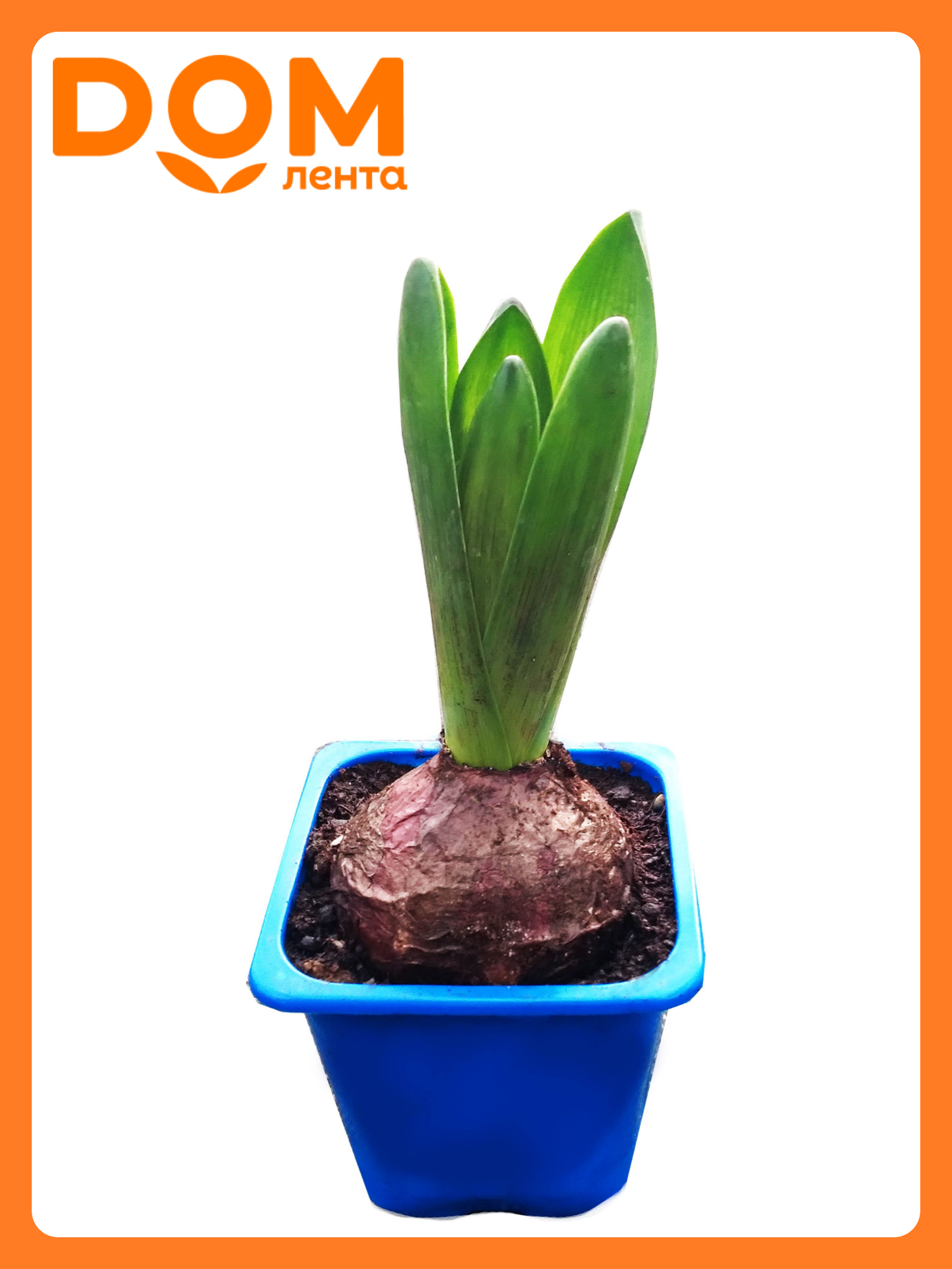 Растение Гиацинт 1 луковица P7 H15