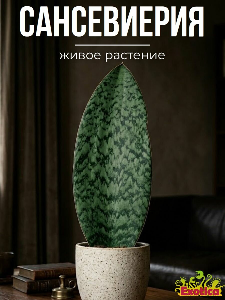 Сансевиерия Масониана Виктория (Sansevieria Masoniana Whale Fin) D10см, комнатный цветок