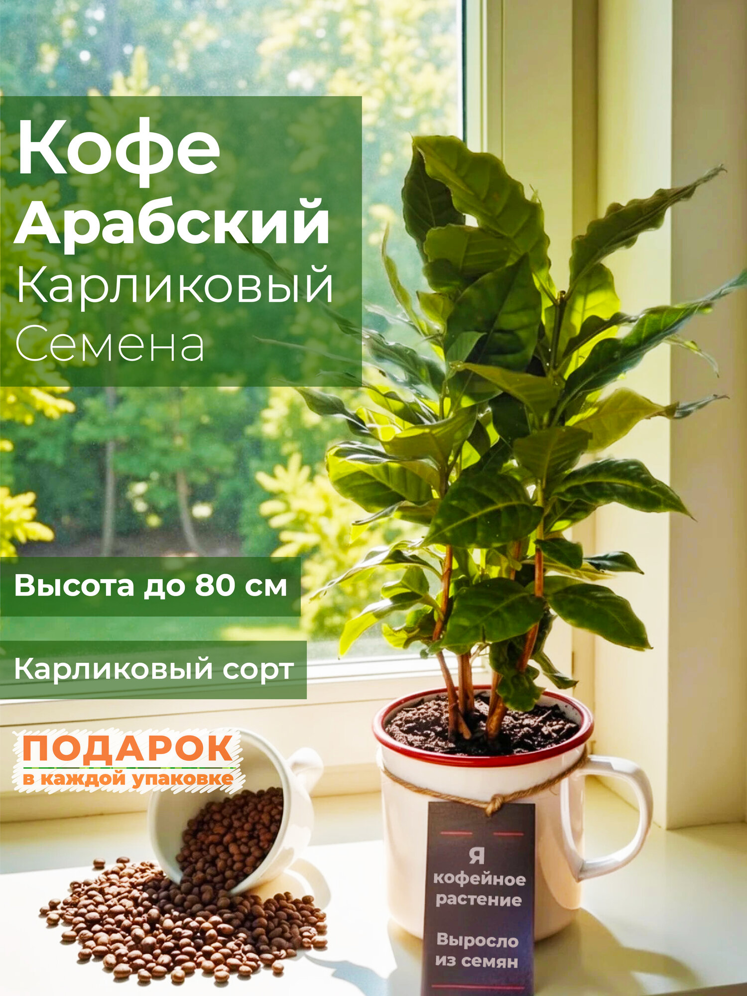 Кофе арабский карликовый Кафа, Семена, 5 шт, семена экзотических растений