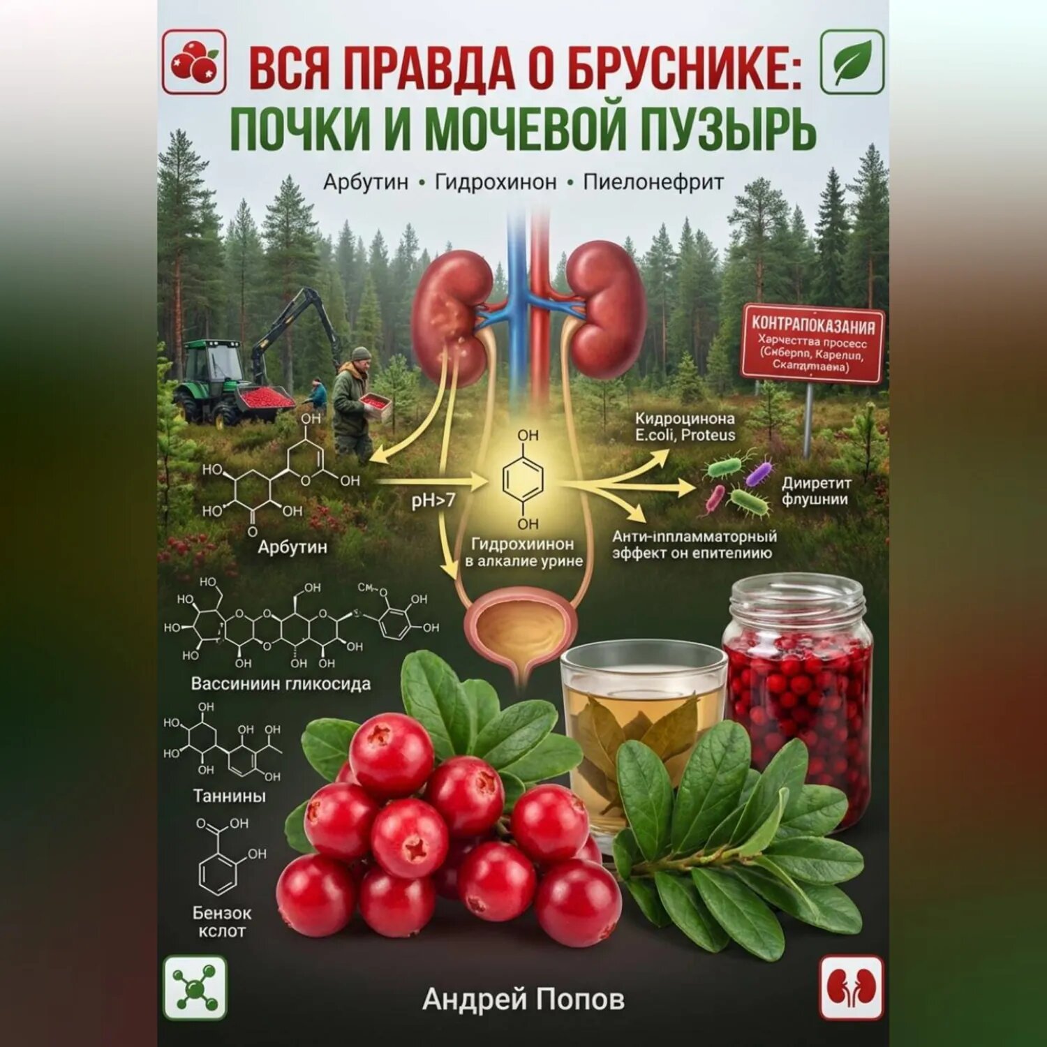 Вся правда о бруснике: почки и мочевой пузырь [Аудиокнига]