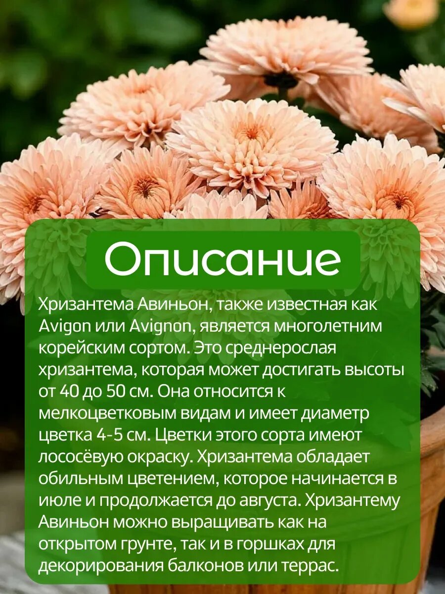Хризантема Авиньон — фото 1